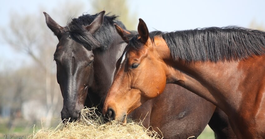 Les bonnes pratiques de l'alimentation du cheval - Dossier conseils