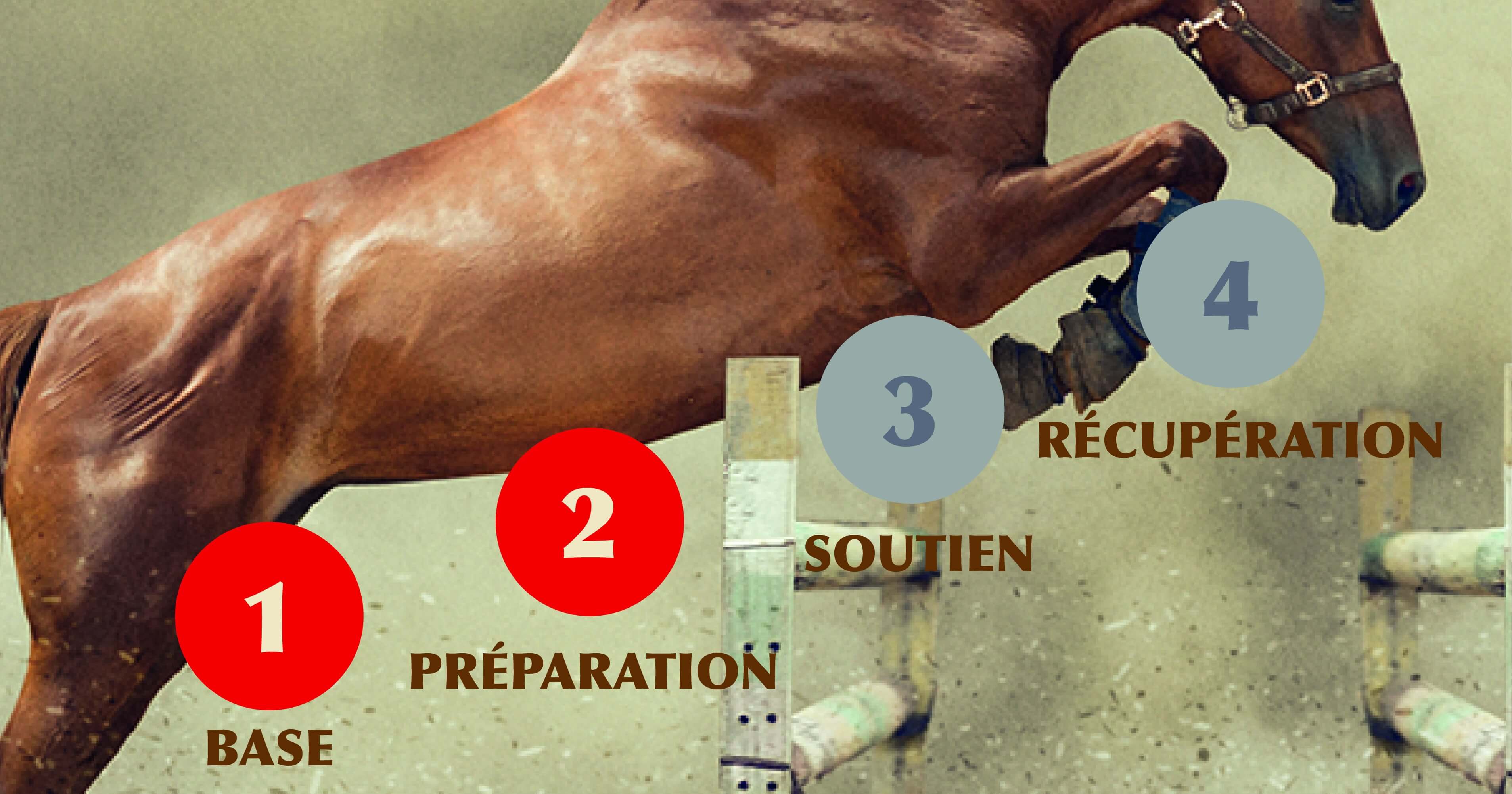 Phases 1 et 2 du programme nutritionnel EDHYA pour chevaux de sport ...