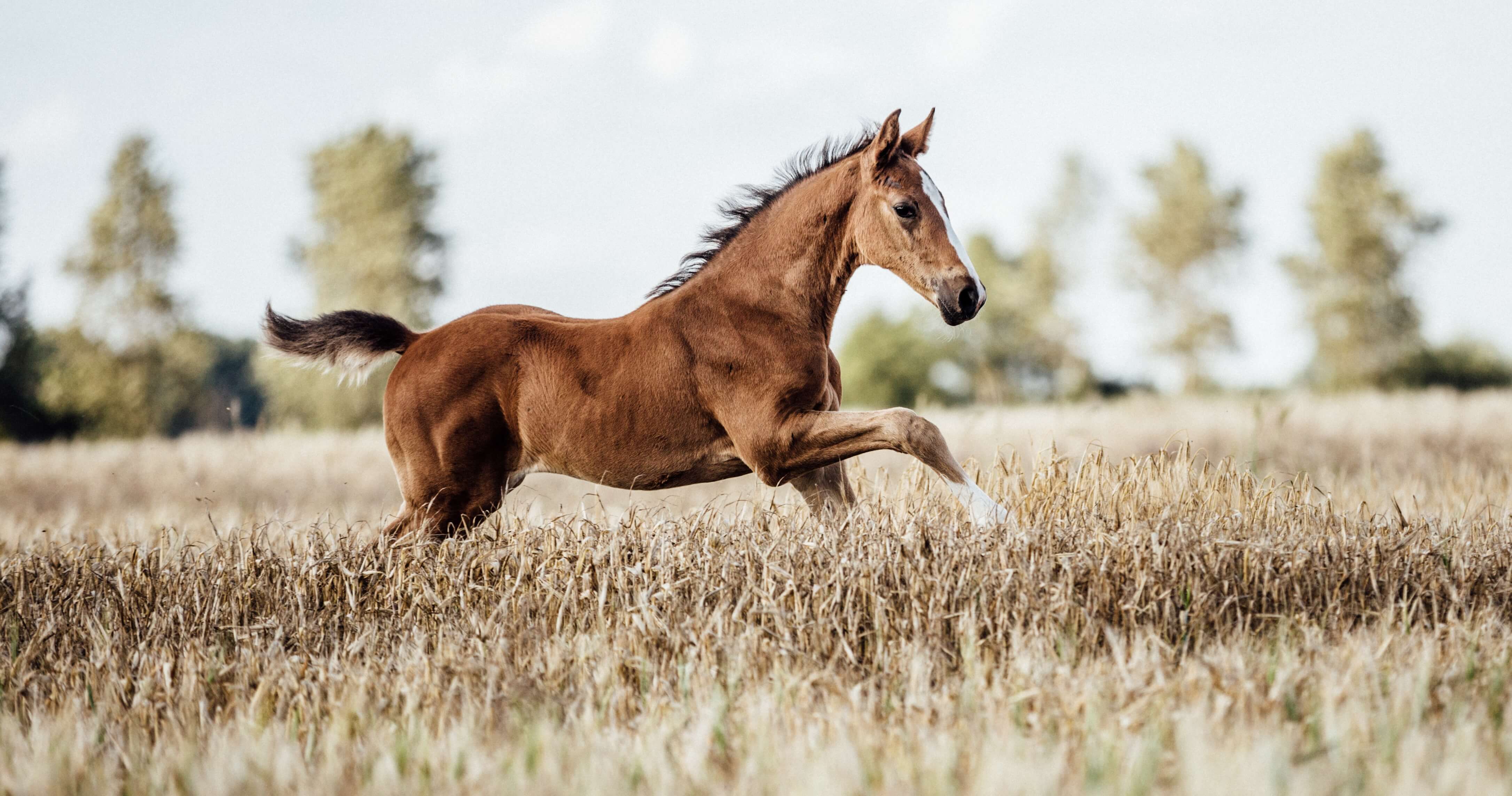 Bien gérer l’alimentation du poulain – Programme alimentaire - Dossier ...